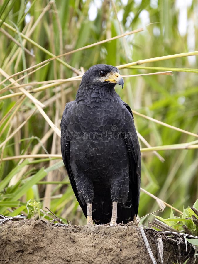 Common Black Hawk, Buteogallus Anthracinus, is a Large Predator, Costa ...