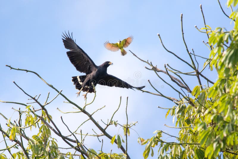 Common Black Hawk and Great Kiskadee Stock Image - Image of attack ...
