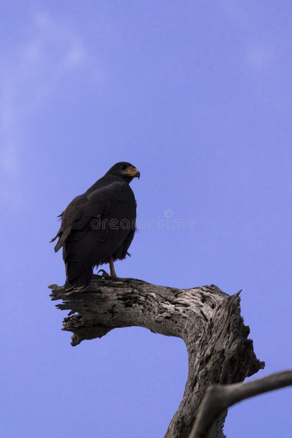 Black hawk perched on tree stock photo. Image of prey - 112243286