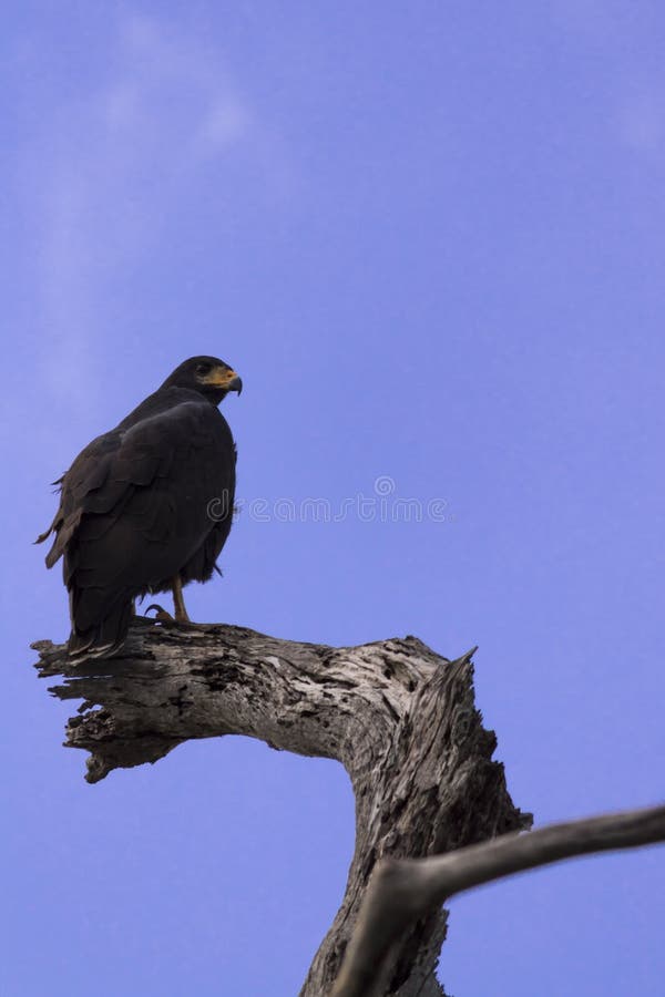 Black hawk perched on tree stock photo. Image of claws - 112243374