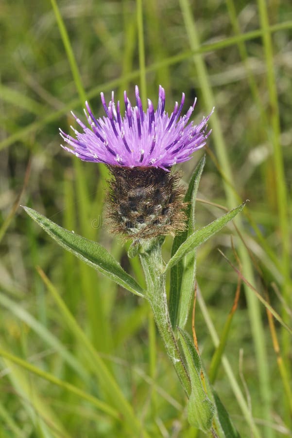 Common or Black Knapweed stock image. Image of british - 94987145