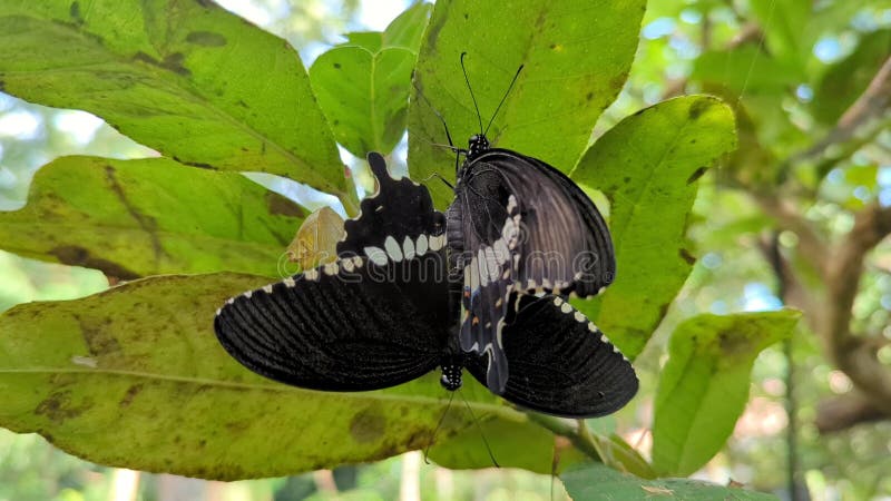 Common Black Mormon Butterflies Copulating on a Leaf Stock Video ...