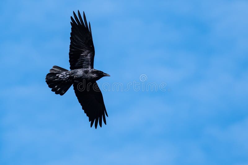 Common Black Raven Flying in a Blue Sky Stock Image - Image of soaring ...