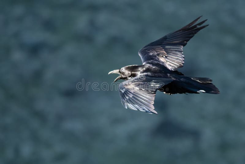 Common Raven Flying Over the Canyon Floor Stock Image - Image of ...