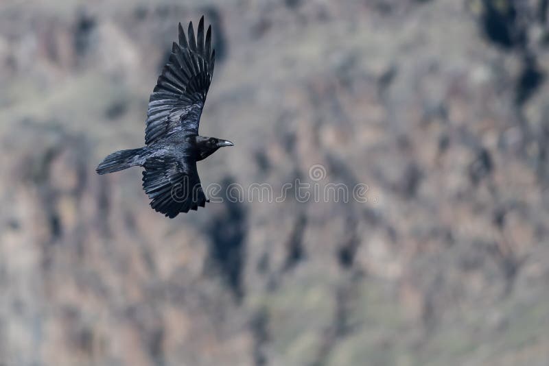Common Raven Flying Over the Canyon Floor Stock Image - Image of ...