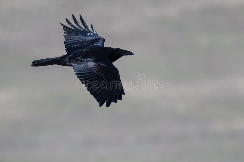 Common Raven Flying Over the Canyon Floor Stock Image - Image of ...