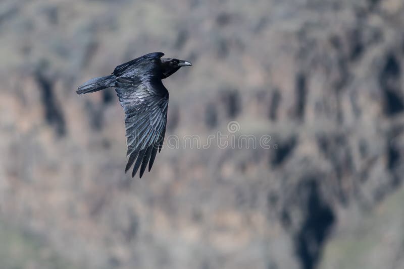 Common Black Raven Flying Over the Canyon Floor Stock Photo - Image of ...