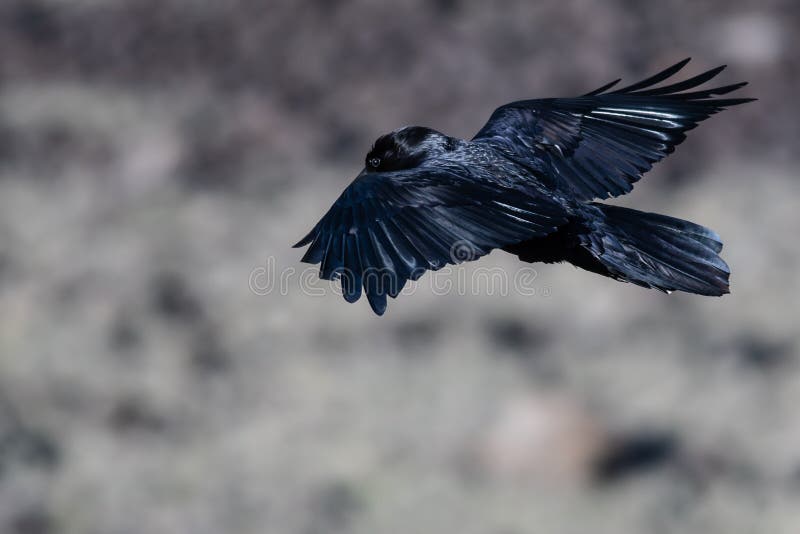 Common Black Raven Flying Over the Canyon Floor Stock Photo - Image of ...