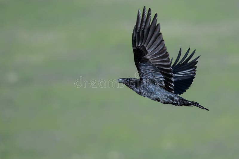 Common Black Raven Flying Over the Canyon Floor Stock Image - Image of ...