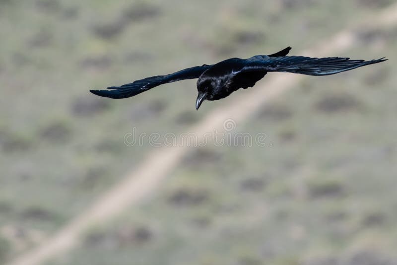 Common Black Raven Flying Over the Canyon Floor Stock Image - Image of ...