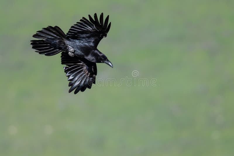 Common Black Raven Flying Over the Canyon Floor Stock Image - Image of ...