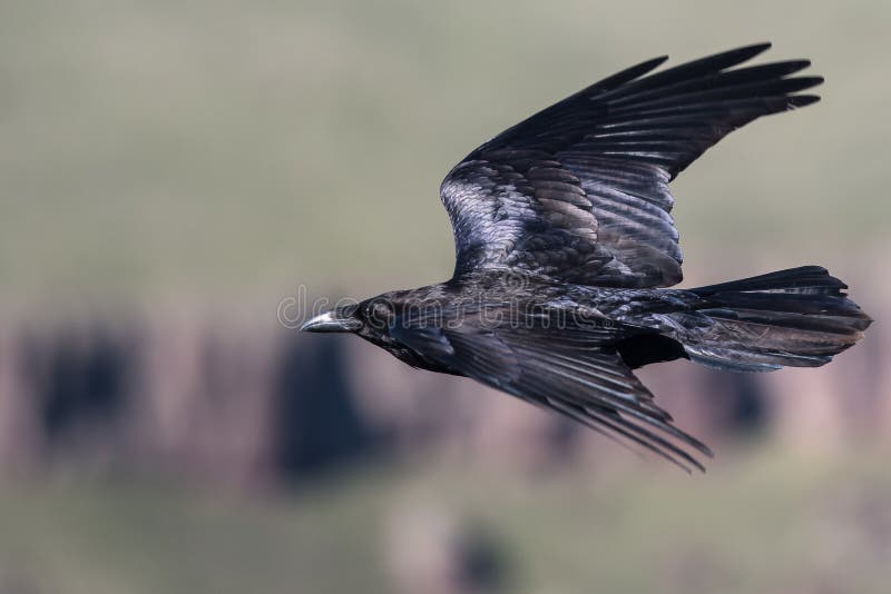 Common Black Raven Flying Over the Canyon Floor Stock Image - Image of ...