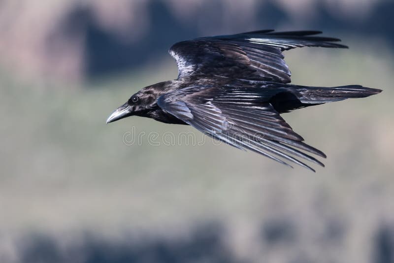 Common Black Raven Flying Over the Canyon Floor Stock Photo - Image of ...