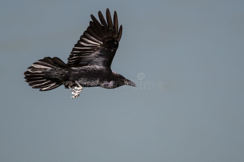 Common Black Raven Flying Over the Canyon Floor Stock Photo - Image of ...