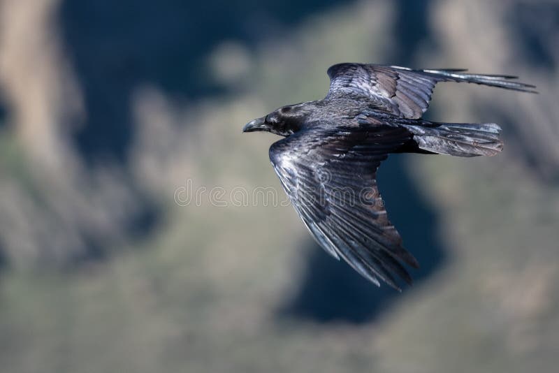 Common Black Raven Flying Over the Canyon Floor Stock Photo - Image of ...