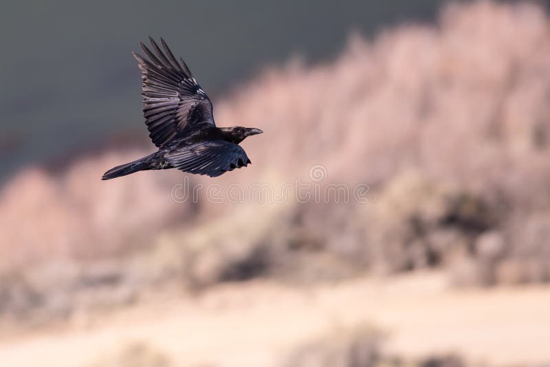 Common Black Raven Flying Over the Canyon Floor Stock Image - Image of ...