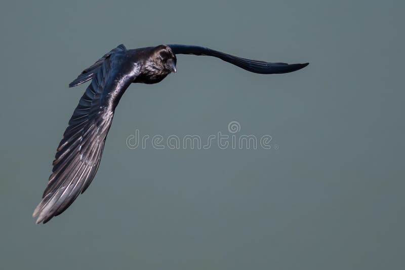 Common Black Raven Flying Over the Canyon Floor Stock Photo - Image of ...