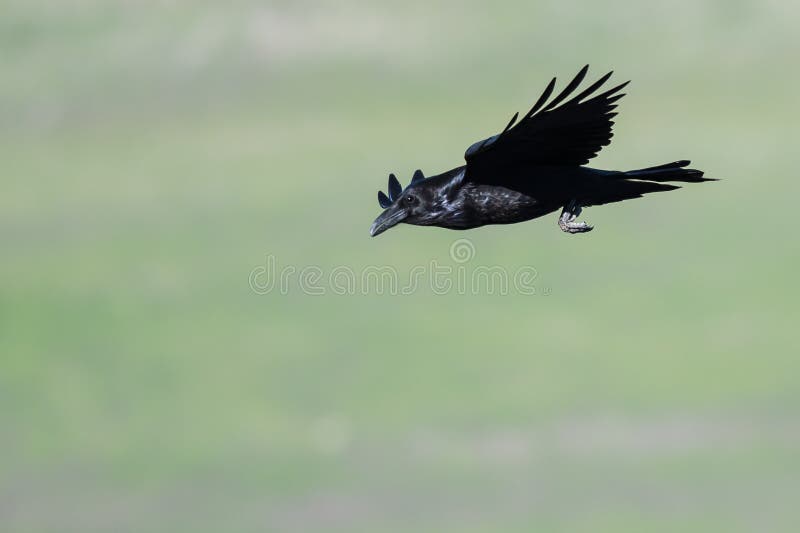 Common Raven Flying In Blue Sky Stock Photo - Image of black, soaring ...