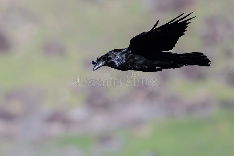 Common Black Raven Flying Over the Canyon Floor Stock Image - Image of ...