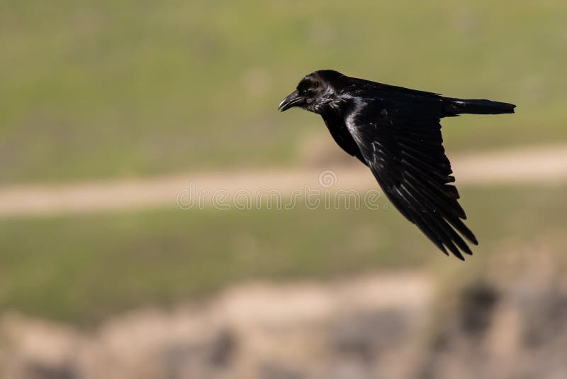 Common Black Raven Flying Over the Canyon Floor Stock Photo - Image of ...