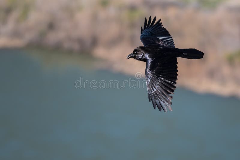 Common Black Raven Flying Over the Canyon River Stock Image - Image of ...