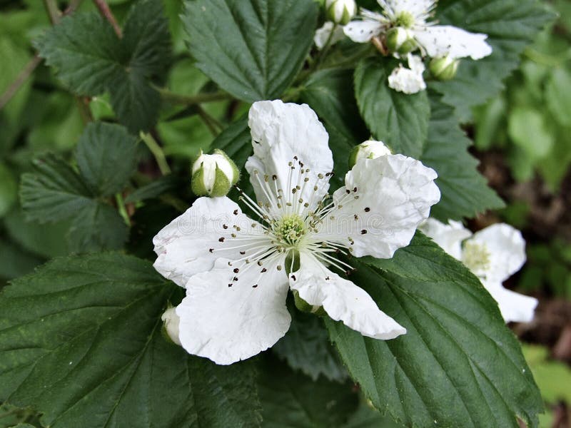 Common Blackberry stock image. Image of rose, blackberry - 188927343