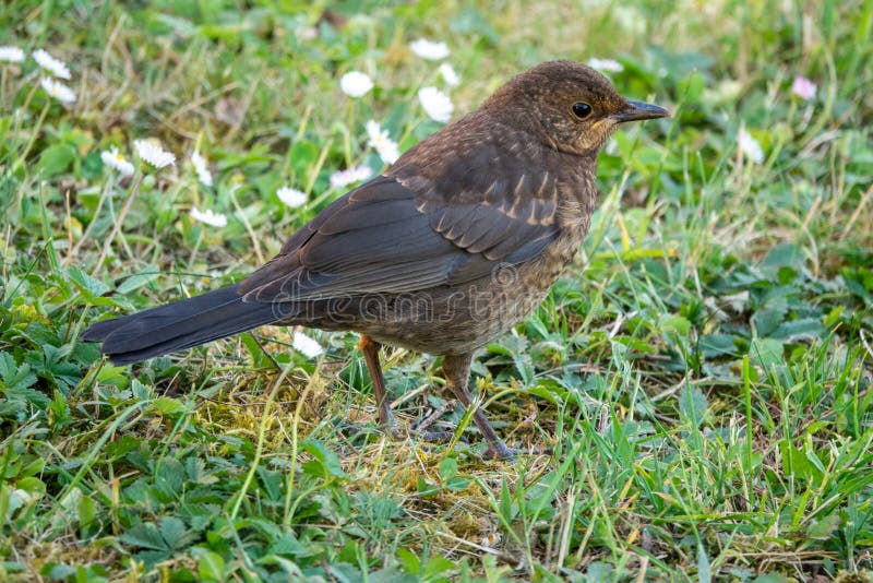 Common blackbird stock photo. Image of songbird, female - 155670328