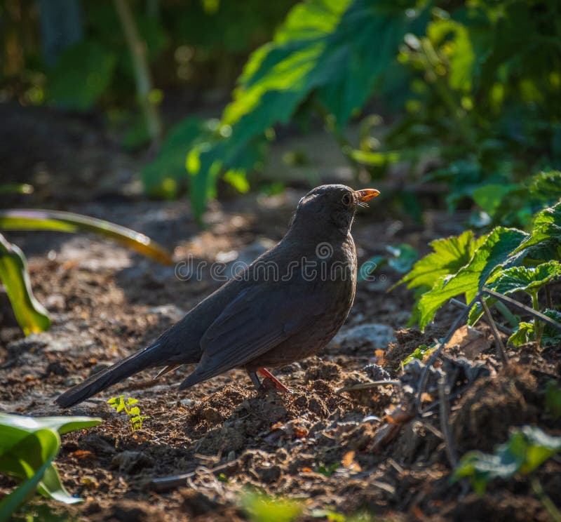 Common Blackbird Female in the Garden Stock Image - Image of spring ...