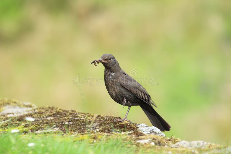 Common Blackbird - Turdus Merula Stock Photo - Image of subspecies ...