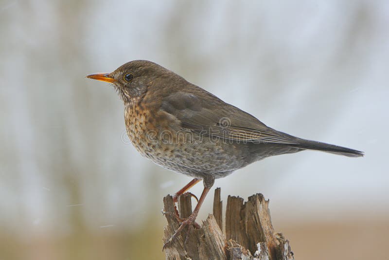 Blackbird Female on Snowy Branch Stock Image - Image of beak, face ...