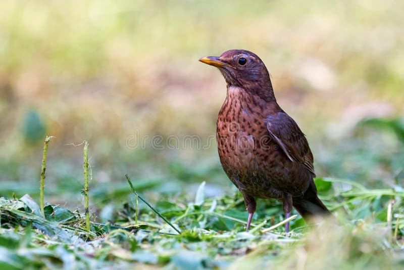 Common Blackbird Female Turdus Merula. Stock Image - Image of chicks ...