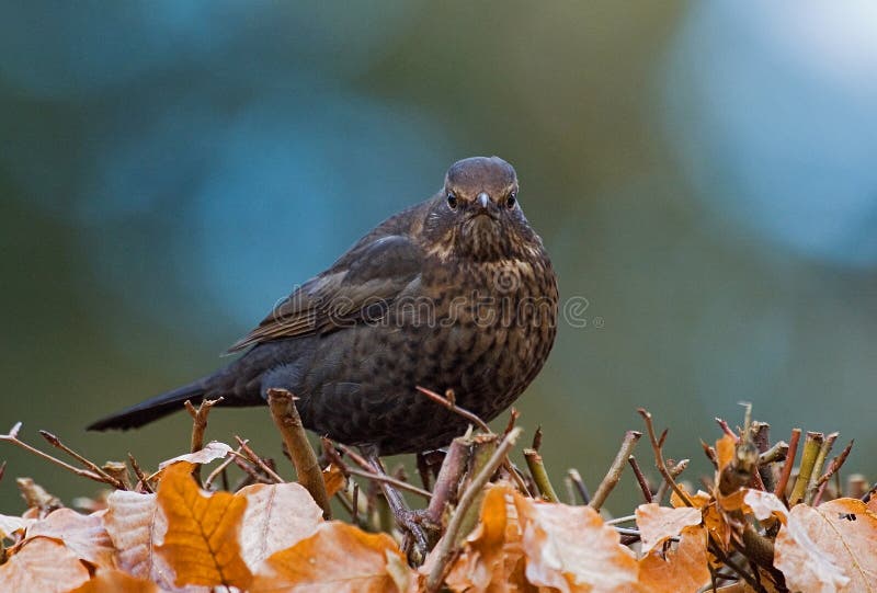 Common Blackbird, Merel, Turdus Merula Stock Photo - Image of nature ...