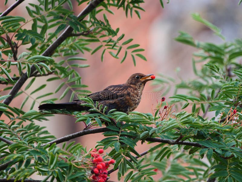 Common Blackbird Perching on Rowan Tree Branch Stock Photo - Image of ...