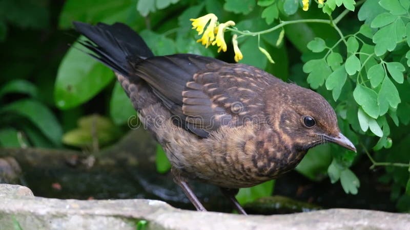 The Common Blackbird is a Species of True Thrush. this is a Young Bird ...