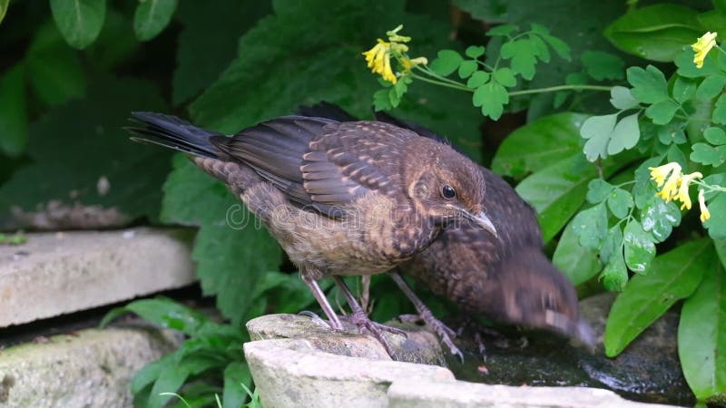 The Common Blackbird is a Species of True Thrush. this is a Young Bird ...