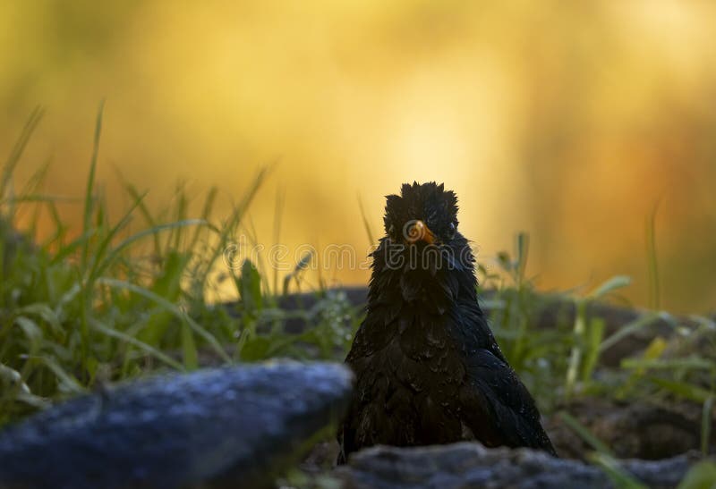 Common Blackbird after Taking a Bath in Summer. Stock Photo - Image of ...