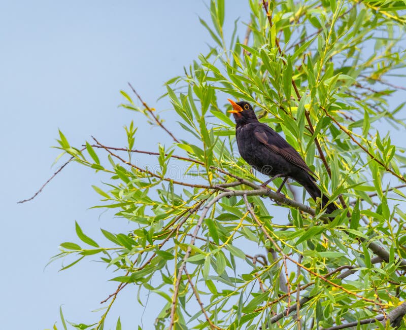 Common Blackbird, Turdus Merula, Bird Singing, Switzerland Stock Image ...