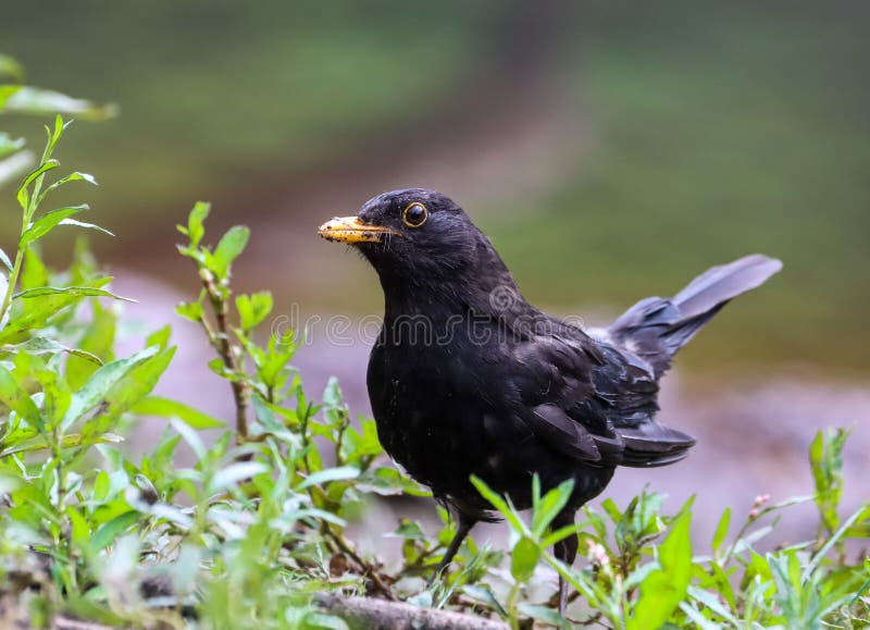 Common Blackbird (Turdus Merula) on a Branch Stock Photo - Image of ...