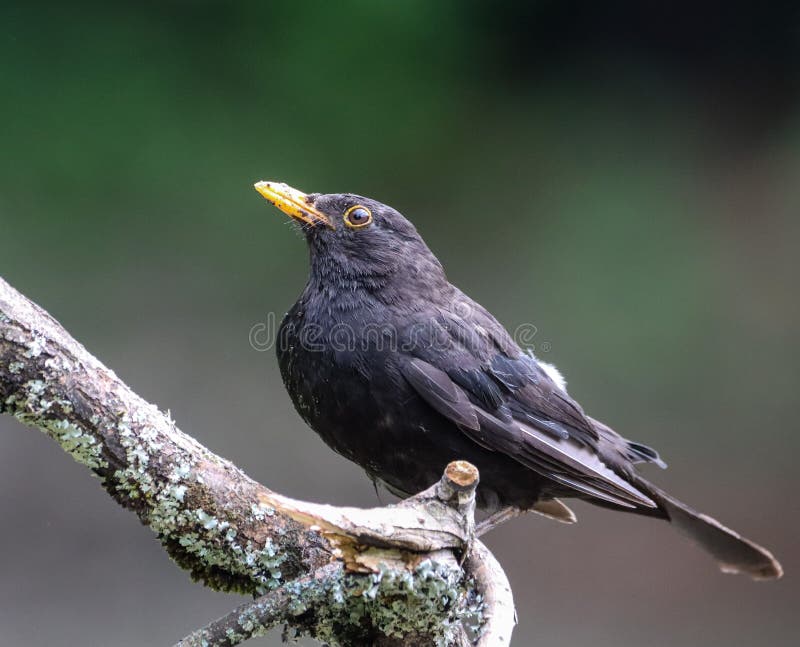 Common Blackbird (Turdus Merula) on a Branch Stock Photo - Image of ...