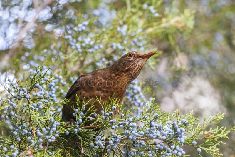 Common Blackbird Turdus Merula Eurasian Blackbird Female Sits in the ...