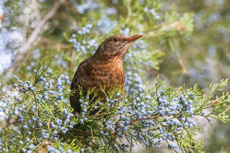 Common Blackbird Turdus Merula Eurasian Blackbird Female Sits in the ...