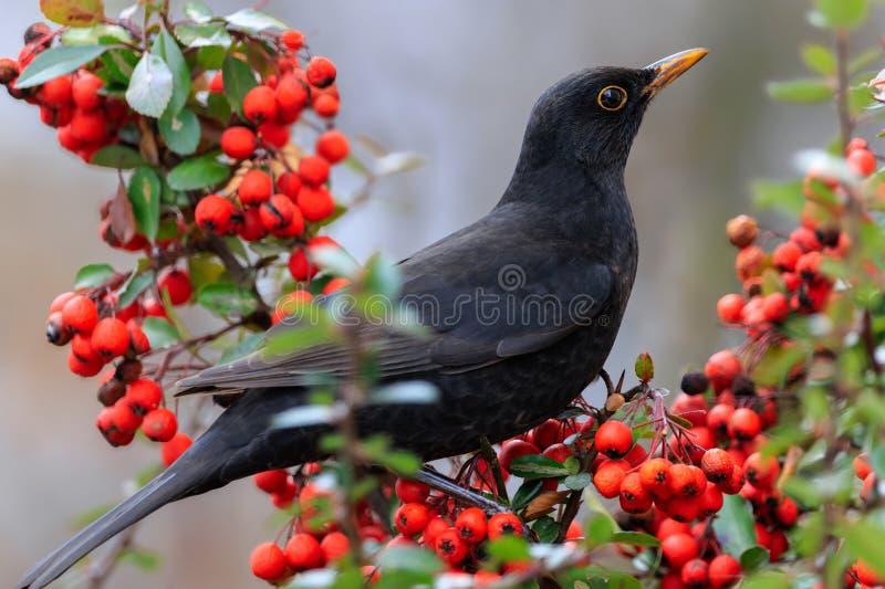Blackbird Turdus Merula Male Stock Image - Image of bird, male: 36984567