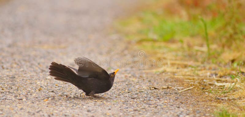 Common blackbird in garden stock image. Image of turdus - 186092399