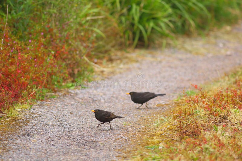 Common blackbird in garden stock image. Image of blackbird - 186092567