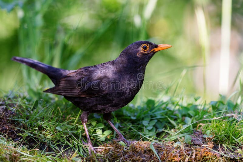 Common Blackbird Turdus Merula Stock Image - Image of water, shore ...