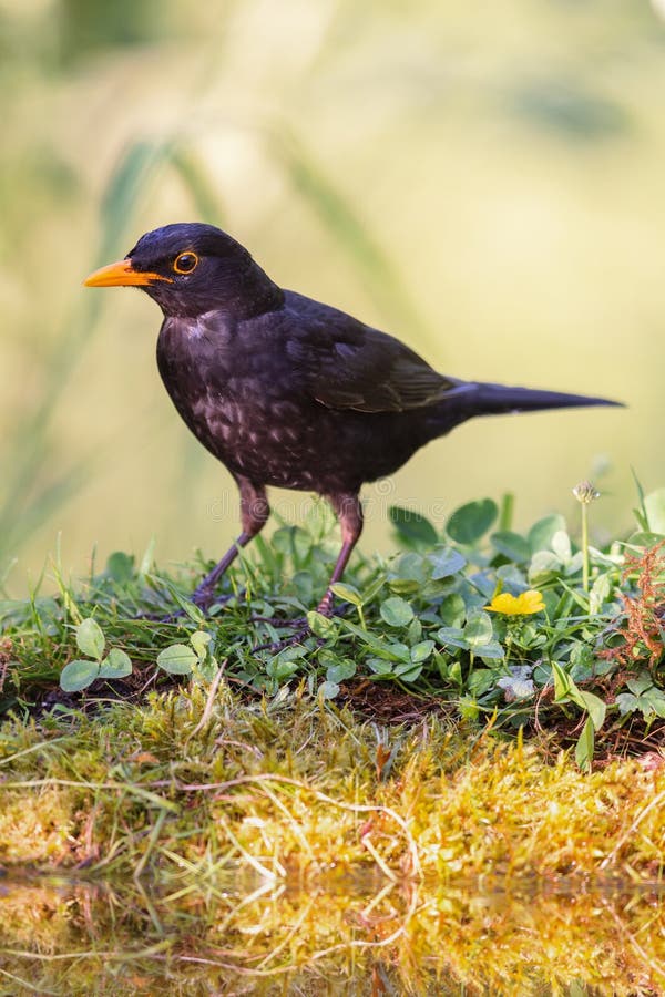 Common Blackbird (Turdus Merula Stock Photo - Image of water, wildlife ...