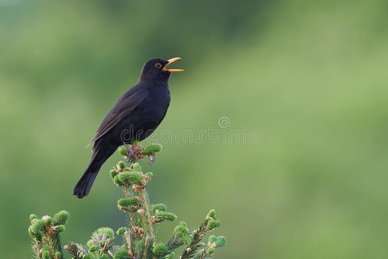 The Common Blackbird Turdus Merula is a Species of True Thrush Stock ...