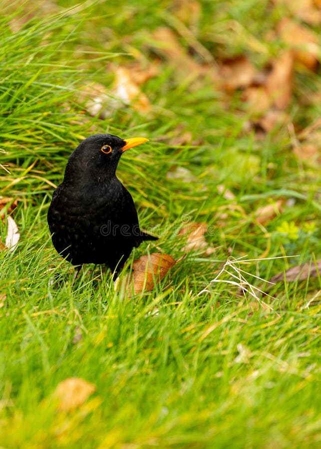 Common Blackbird (Turdus Merula) Stock Photo - Image of grass, bird ...