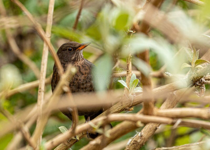 Common Blackbird (Turdus Merula) Stock Image - Image of exploration ...
