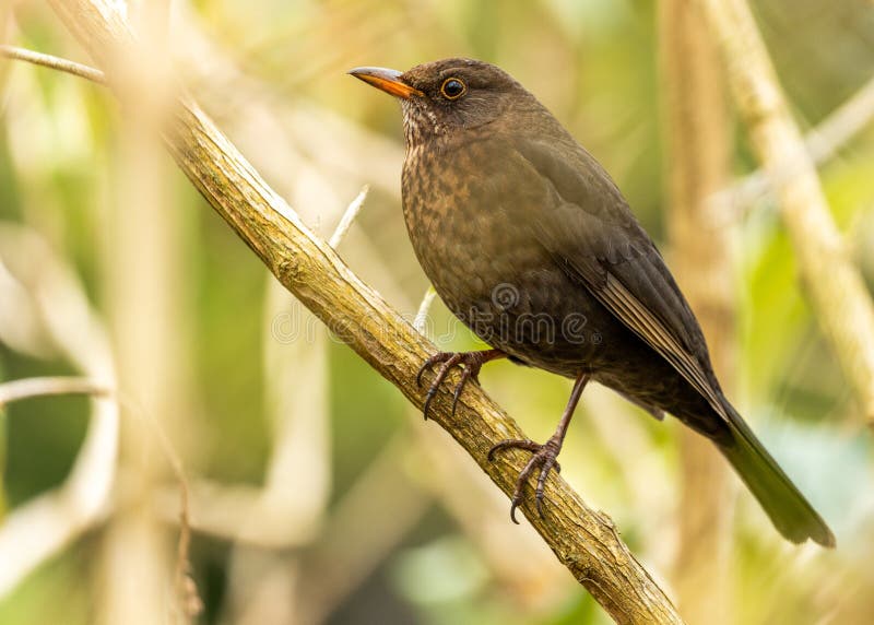 Common Blackbird (Turdus Merula) Stock Image - Image of bird, european ...